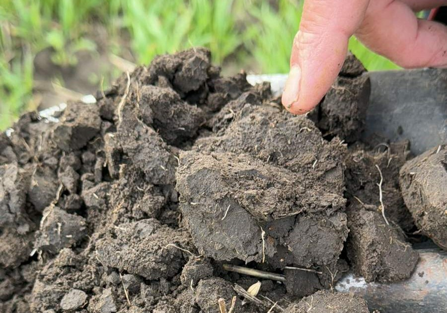 ANALIZA SOLULUI: Cum se face corect și de ce este importantă