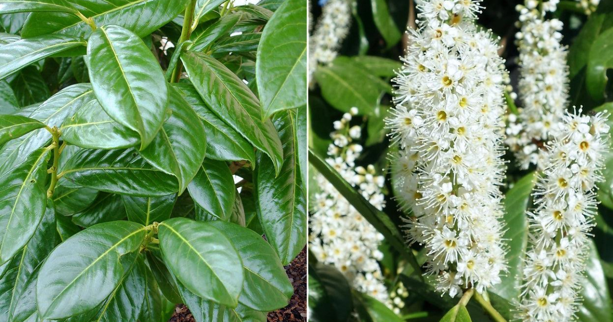 LAUR ENGLEZESC, ARBUSTUL VEȘNIC VERDE CU FLORI PARFUMATE