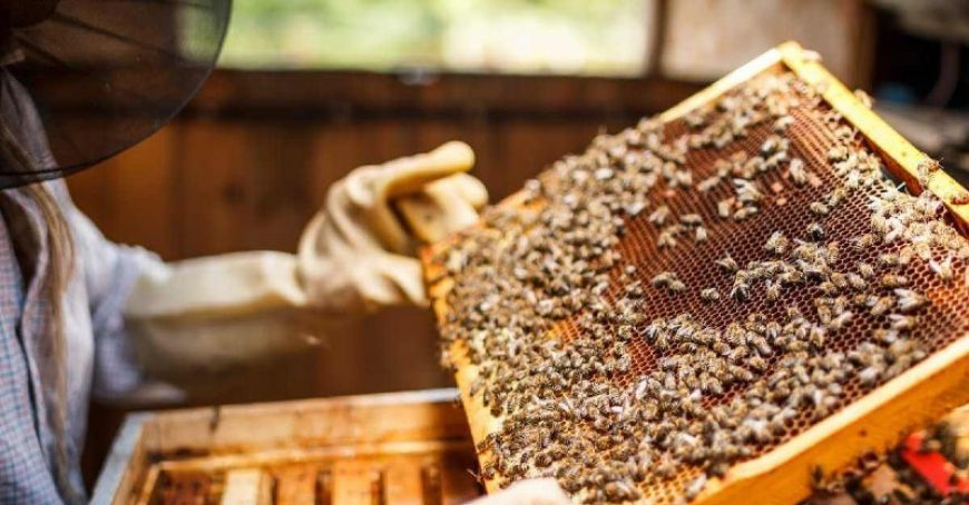 UN AN DULCE-AMĂRUI PENTRU APICULTORI: Provocări, progrese și perspective