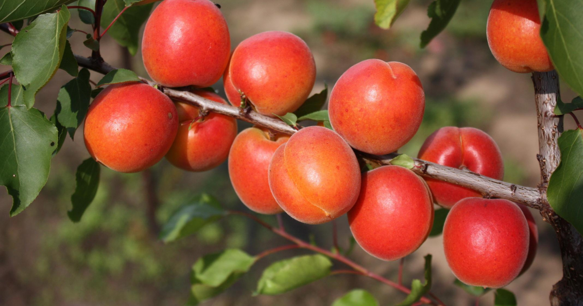 SOIUL DE CAIS PINKCOT: Caracteristici, recomandări de plantare