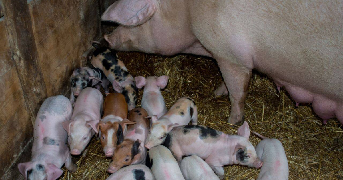 CELE MAI BUNE 3 RASE DE SCROAFE PENTRU REPRODUCȚIE