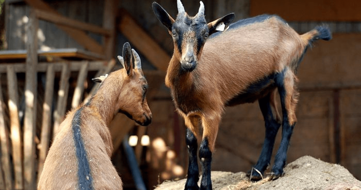 CAPRA ALPINĂ: O rasă adaptabilă și ușor de întreținut pentru ferme