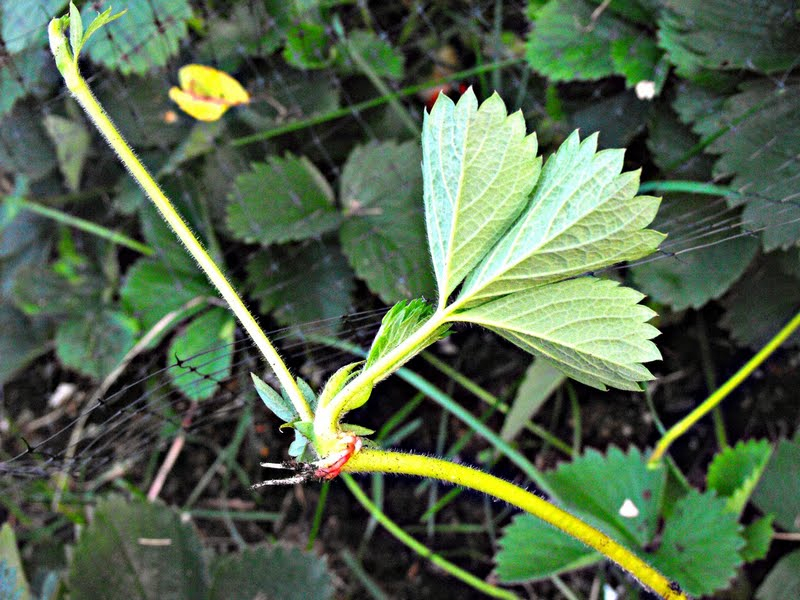 ÎNMULȚIREA CĂPȘUNILOR PRIN STOLONI: Ghid pentru fermieri