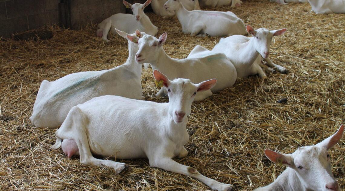 CELE MAI BUNE RASE DE CAPRE DE LAPTE: Cum faci cea mai bună alegere