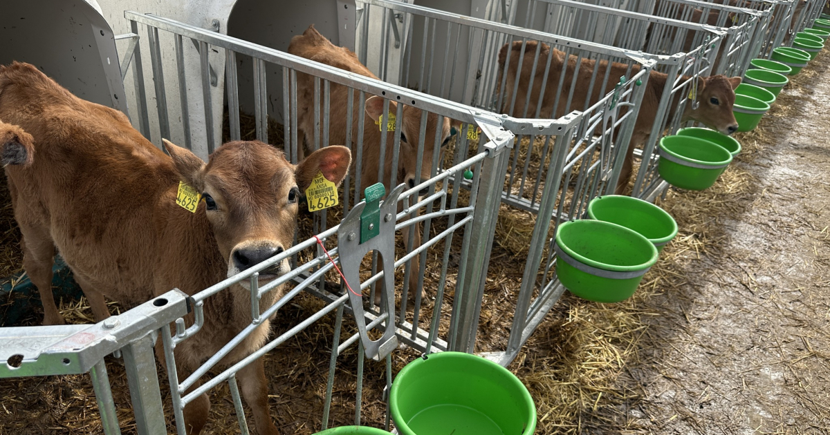 FERMA „AGRO GOGU”: Povestea unei investiții de succes în zootehnie