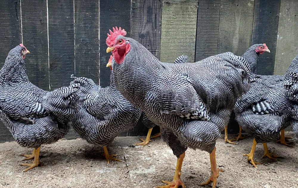 GĂINA GRI BARAT: Rasă mixtă pentru ouă și carne