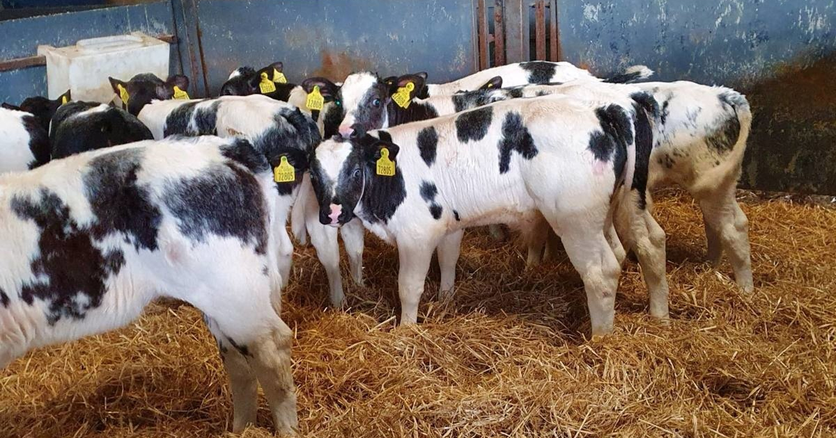 RASA DE BOVINE DE CARNE BLUE BELGIAN: Creștere rapidă, randament ridicat