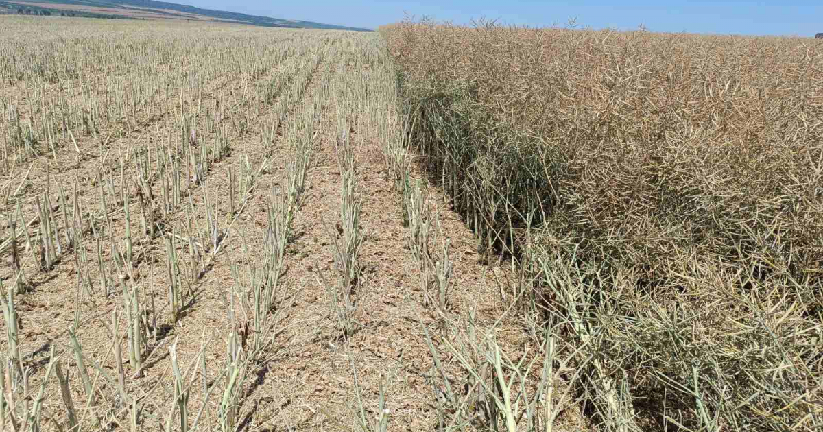 CONSERVAREA APEI ÎN SOL DUPĂ RECOLTAREA CEREALELOR DIN GRUPA I