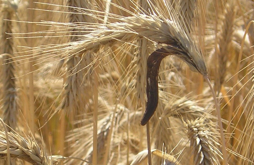 CORNUL SECAREI (CLAVICEPS PURPUREA): Pericolul din culturile de cereale