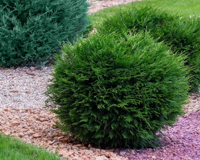 TUIA DANICA: Soluția pentru un decor verde, compact, ușor de întreținut