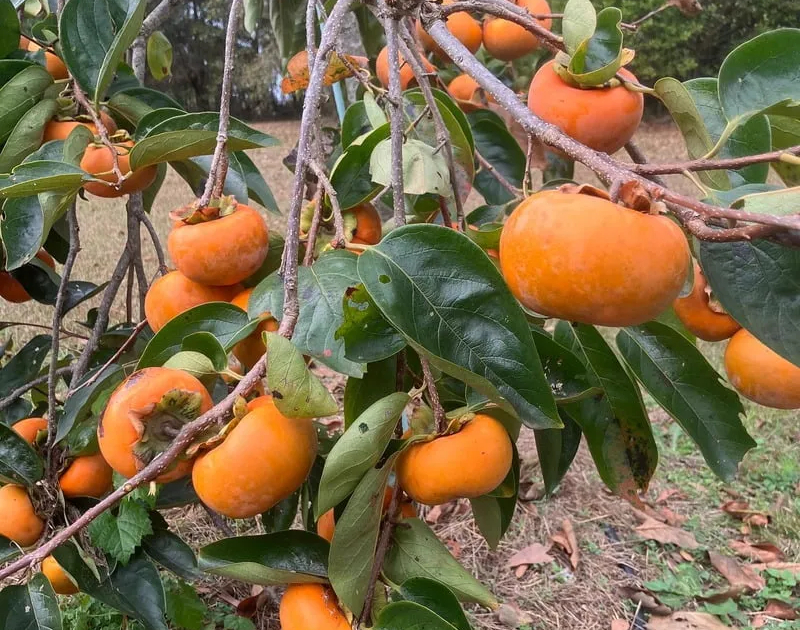 CELE MAI RĂSPÂNDITE SOIURI DE KAKI: Caracteristici și recomandări