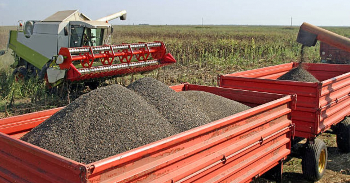 CÂT A RECOLTAT UCRAINA ÎN 2025: Date despre cereale și oleaginoase