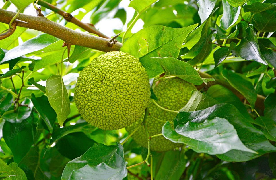 MĂRUL LUI ADAM (MACLURA POMIFERA): Gard viu și protecție împotriva ...