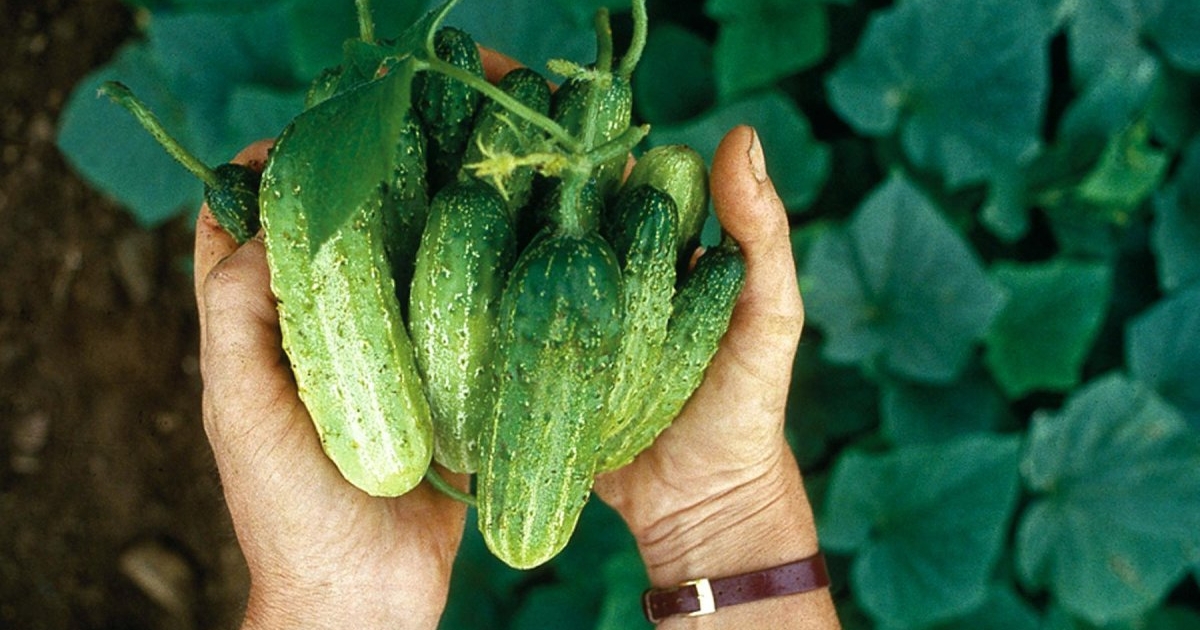 CUM PRELUNGIM RECOLTA DE CASTRAVEȚI PÂNĂ TOAMNA TÂRZIU? Tehnologii de ...