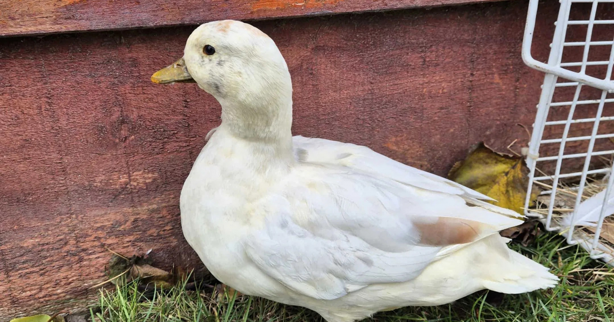 RAȚE OLANDEZE PITICE (CALL DUCK): Rasă ornamentală pentru gospodării