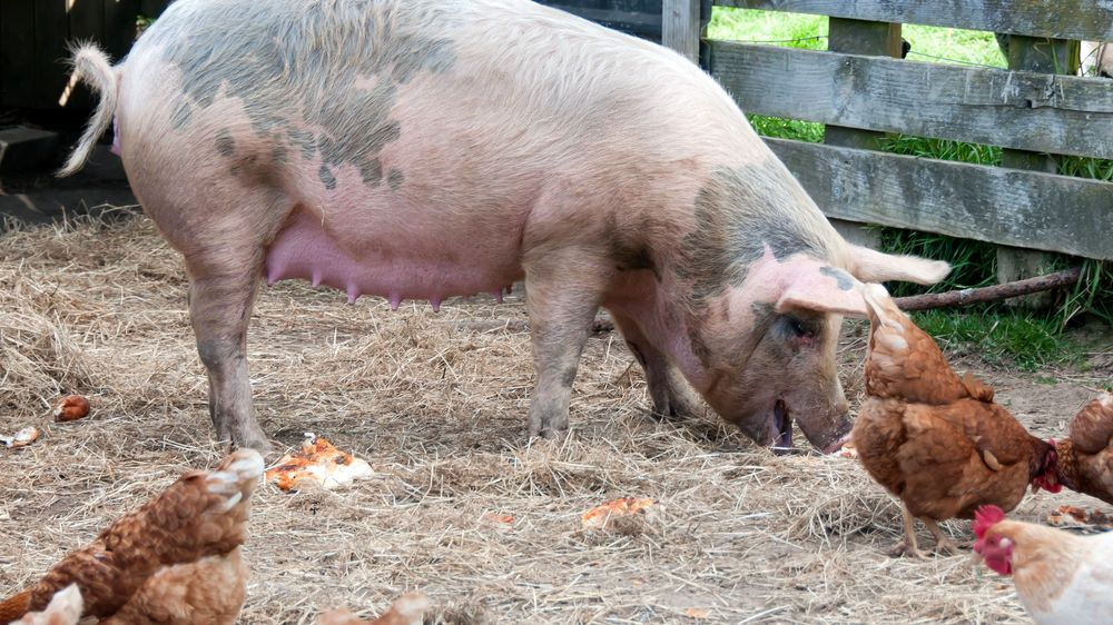 MAI MULTE FOCARE DE BOLI LA ANIMALE, CONFIRMATE ÎN MOLDOVA