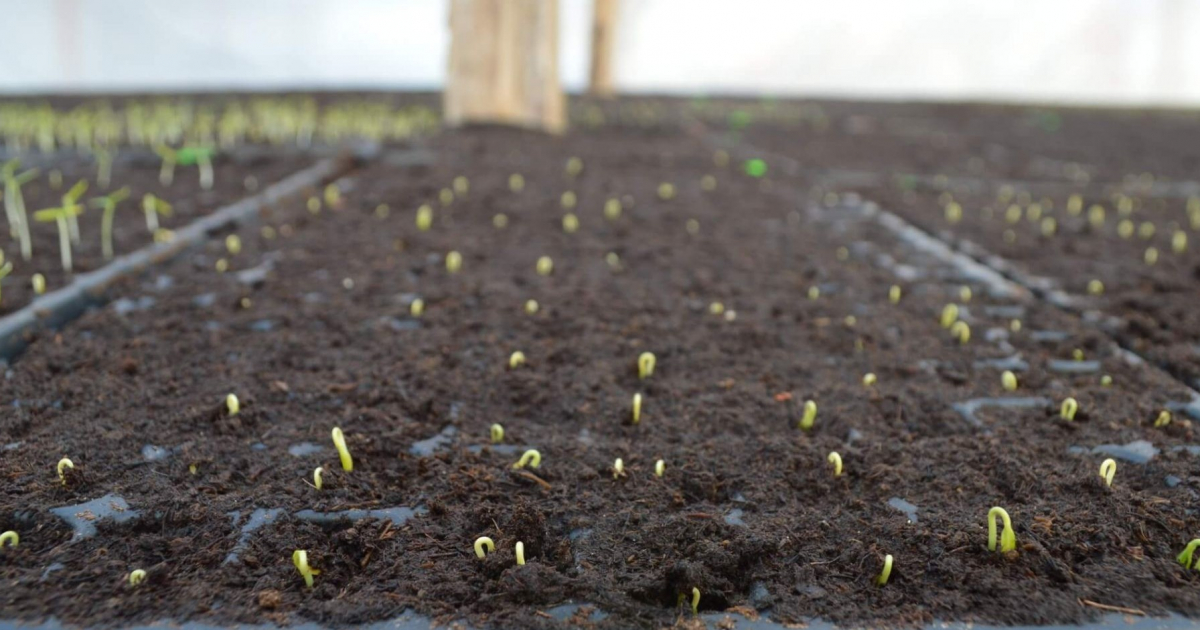 TREI FACTORI CARE INFLUENȚEAZĂ GERMINAȚIA SEMINȚELOR LA ÎNCEPUT DE SEZON