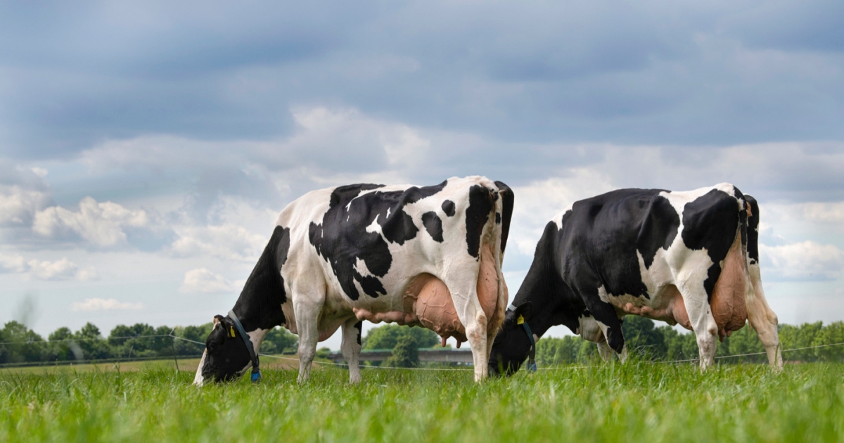 CE CRED FERMIERII DESPRE ÎNLOCUIREA SUBVENȚIEI PER CAP DE ANIMAL CU CEA ...