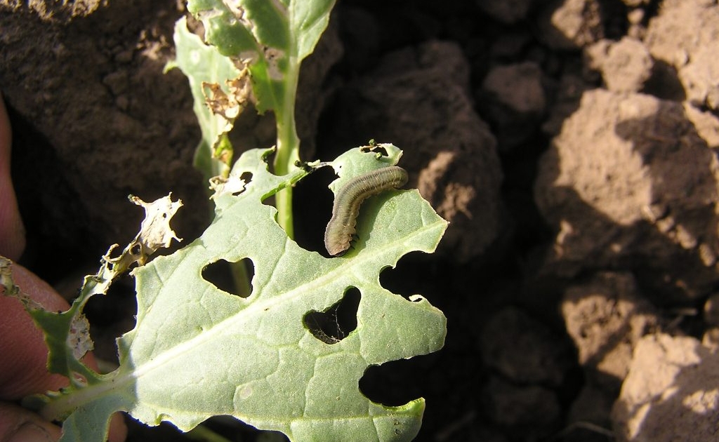 DĂUNĂTORI DE TOAMNĂ ÎN CULTURA DE RAPIȚĂ. Cum procedăm cu atacul moliei ...