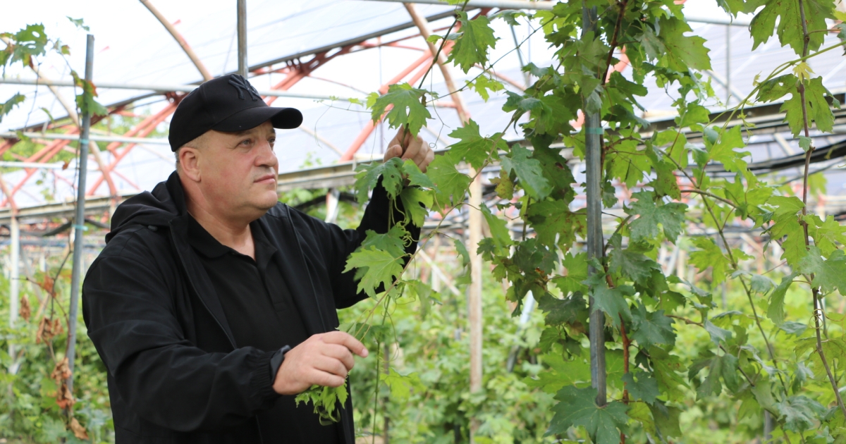 VASILE TURCULEȚ: „Recoltele la strugurii crescuți în seră sunt mult mai ...
