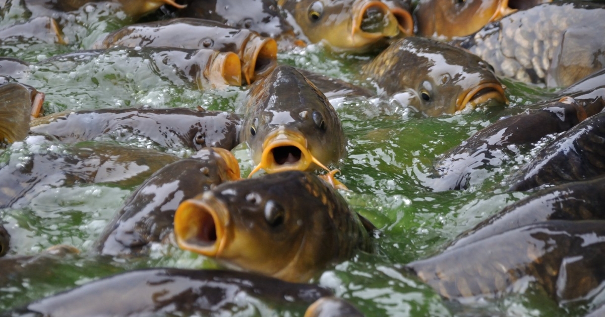 CUM SE CREȘTE CRAPUL ÎN CAPTIVITATE. Model de fermă, tehnologia de creștere