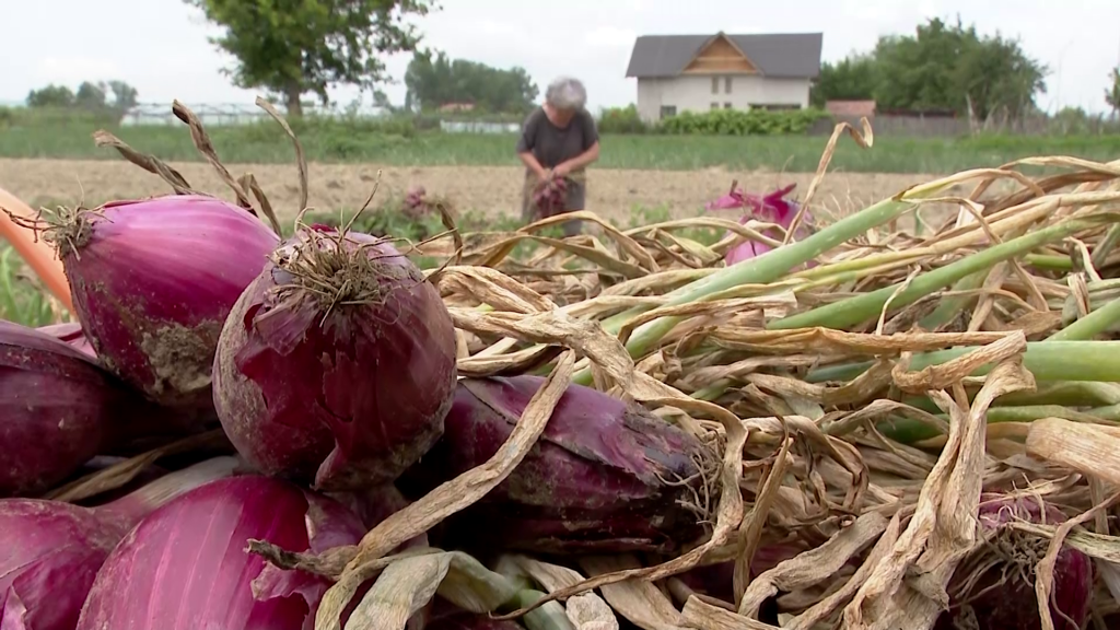 CEAPA ROȘIE DE BUZĂU – REGINA SALATELOR. De ce este deosebită de toate ...
