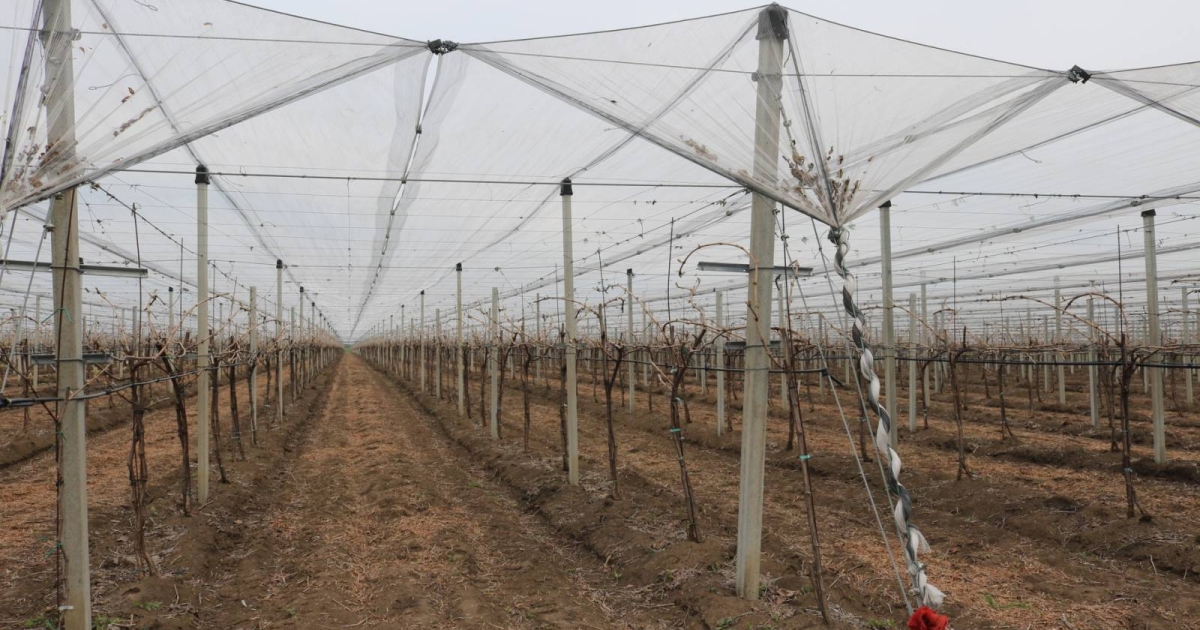 ÎNFIINȚAREA PLАNTAȚIILOR DE VIȚĂ-DE-VIЕ ÎN SISTЕMUL TIP PЕRGOLA