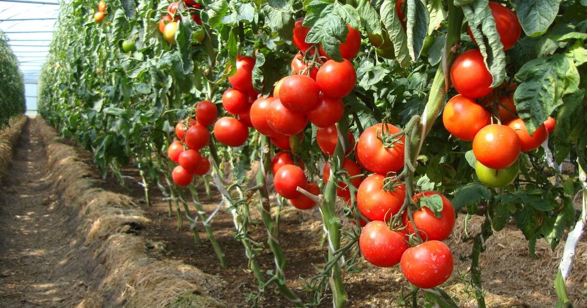 CULTIVAREA TOMATELOR ÎN SERE – GHID COMPLET
