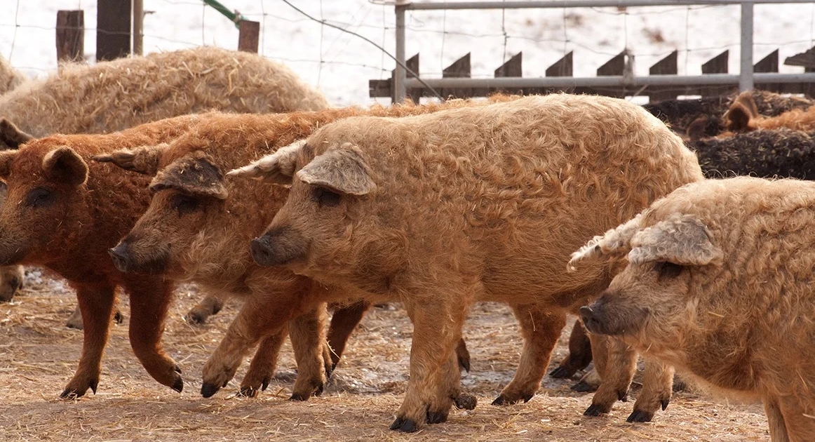 MANGALIȚA - una dintre cele mai apreciate specii de porci din Europa ...