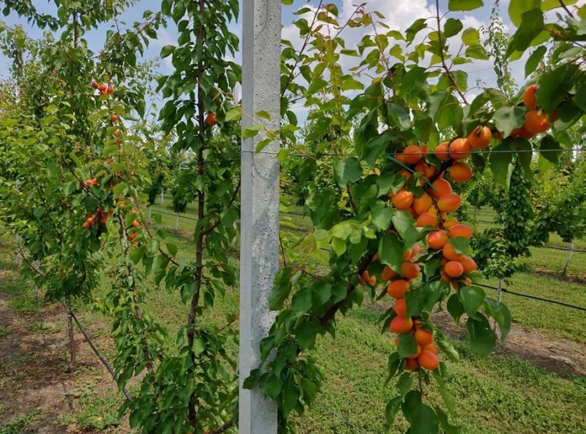 CUM SE FAC TĂIERILE LA CAIS ÎN FUNCȚIE DE VÂRSTA POMILOR ȘI SOI