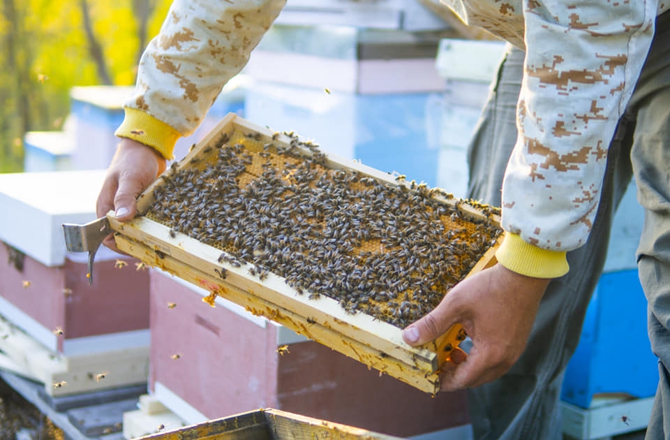 SFATURI UTILE PENTRU APICULTORI. Cum trebuie să pregătiți stupii de iernat