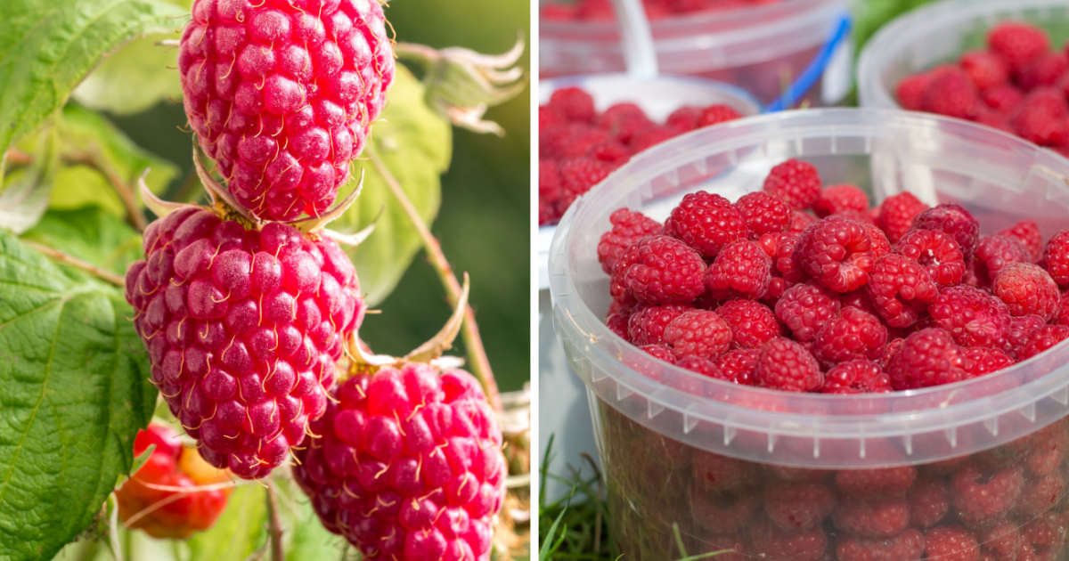 O NOUĂ VARIETATE DE ZMEURĂ POLONEZĂ. Skierka - productivă și rezistentă