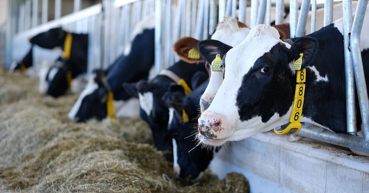 ALIMENTAŢIA ANIMALELOR ÎN PERIOADA DE PRIMĂVARĂ