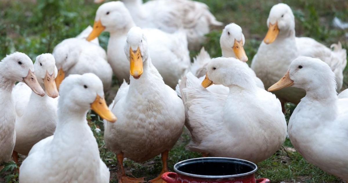RAȚE PENTRU CARNE. Care sunt cele mai bune rase