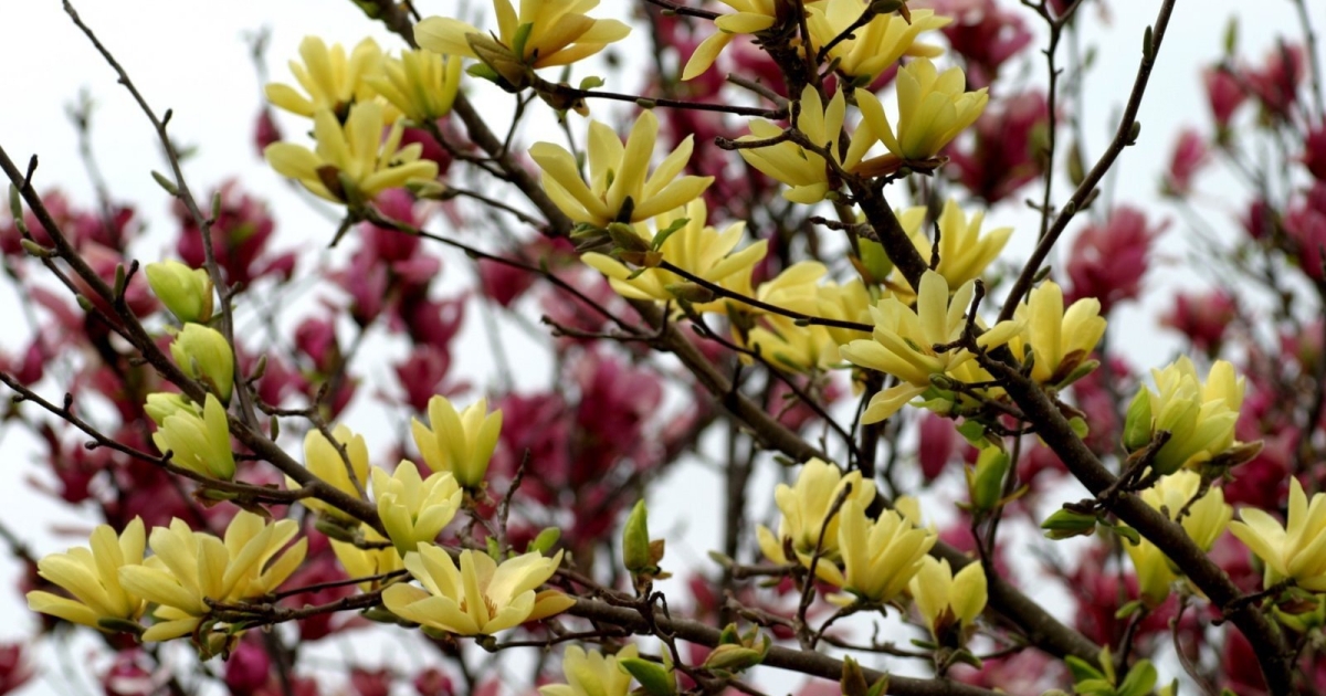 MAGNOLIA – CÂND ȘI UNDE O PLANTĂM, CUM O UDĂM PENTRU FLORI FRUMOASE?