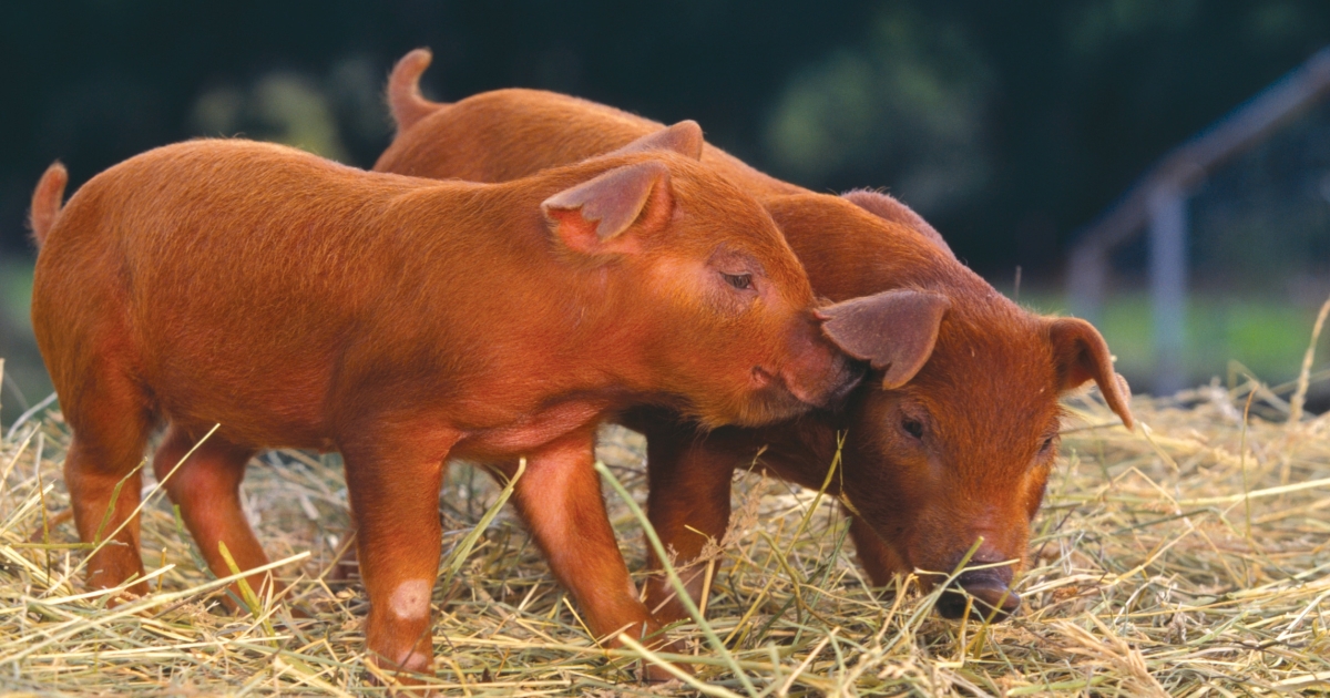 PORCII DUROC – cea mai gustoasă și aromată carne. Cum se cresc, AICI