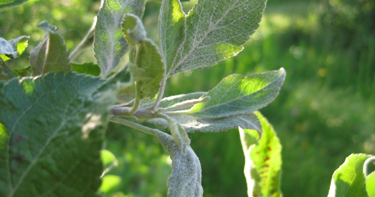 FĂINAREA MĂRULUI. Soiuri afectate, simptome, tehnologii aplicate în livadă