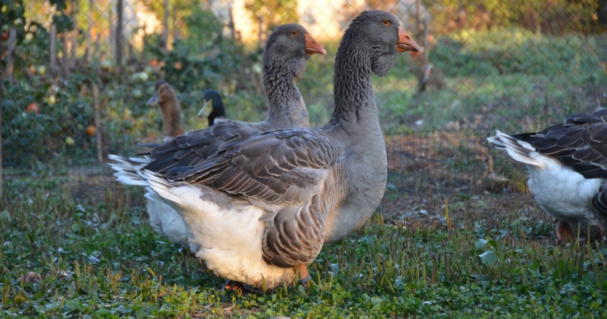 GÂSCA DE TOULOUSE – PRODUCȚIE MARE DE CARNE ȘI FICAT PENTRU FOIE GRAS