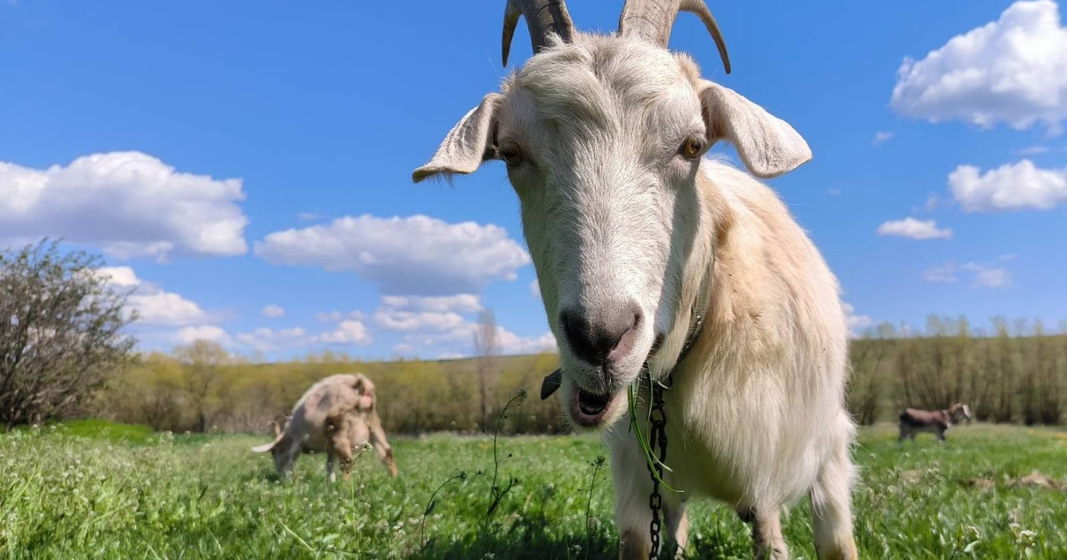 CU CE HRĂNEȘTI ȘI CUM ÎNGRIJEȘTI CAPRELE ÎN CONDIȚII DE CASĂ