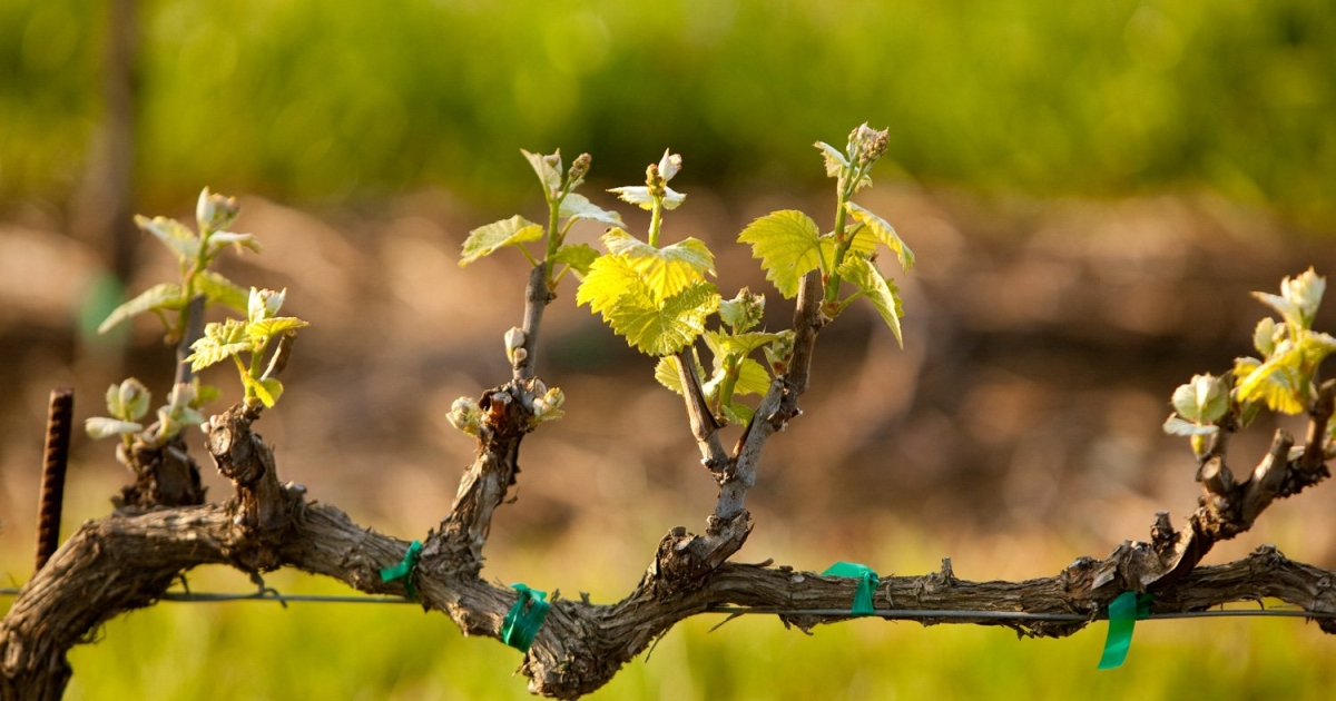 TRATAMENTE NECESARE PENTRU VIȚA-DE-VIE ÎNAINTE ȘI DUPĂ ÎNFLORIT