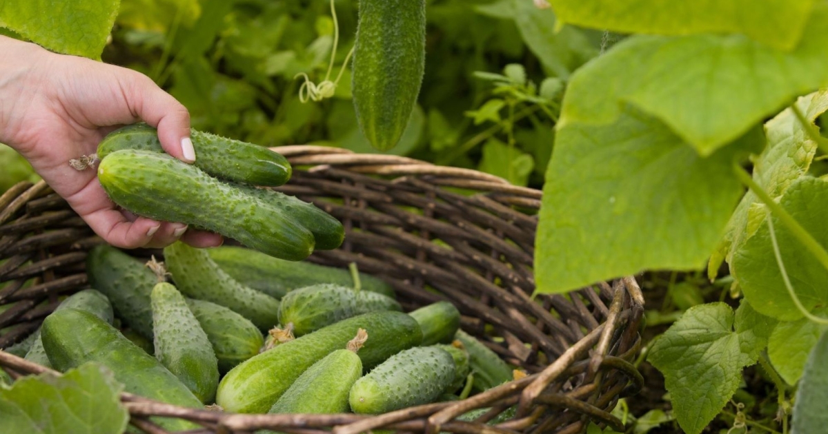 CUM ALEGEM SOLUL PENTRU A OBȚINE O RECOLTĂ BOGATĂ DE CASTRAVEȚI?