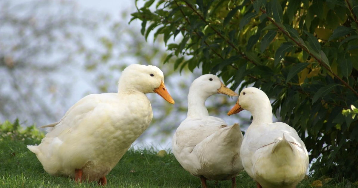 RAȚELE PEKIN – CRESC REPEDE, PRODUCȚIE MARE DE CARNE