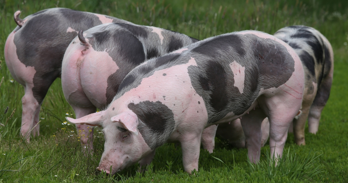 PORCI PIETRAIN – RANDAMENT MARE DE CARNE