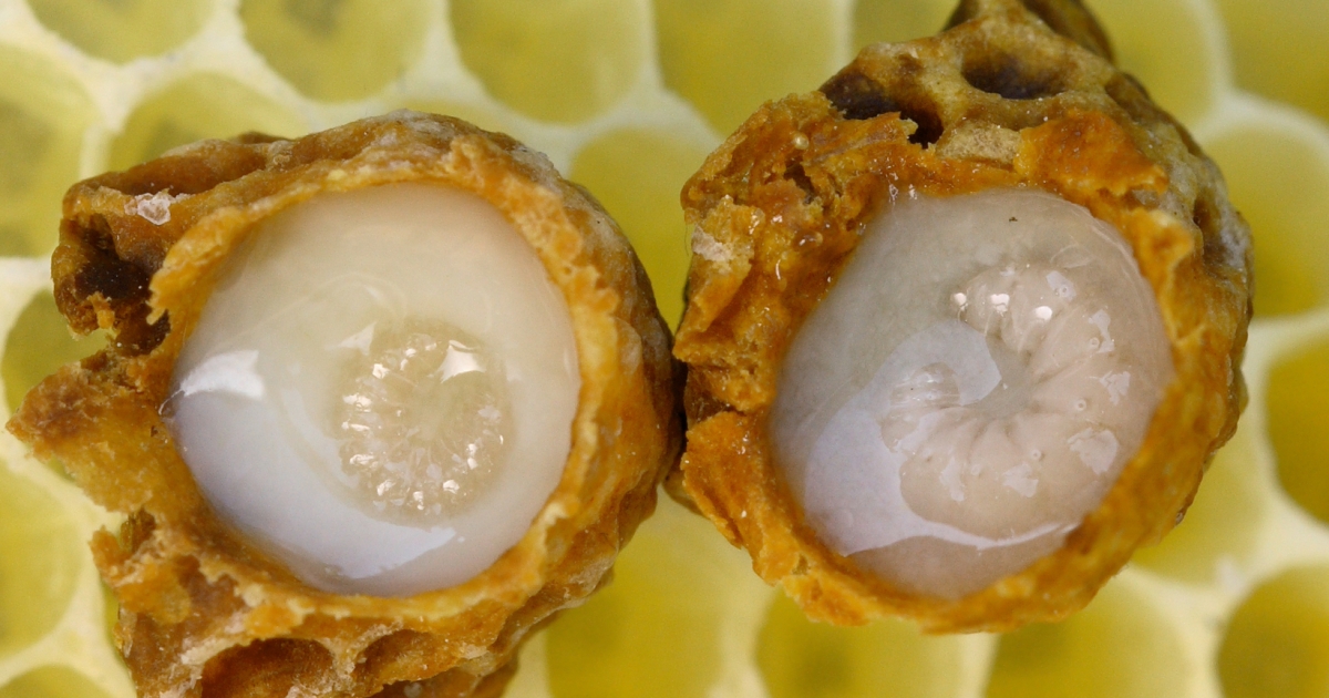 APILARNIL: BENEFICII, COMPOZIȚIE. Cum se administrează corect?