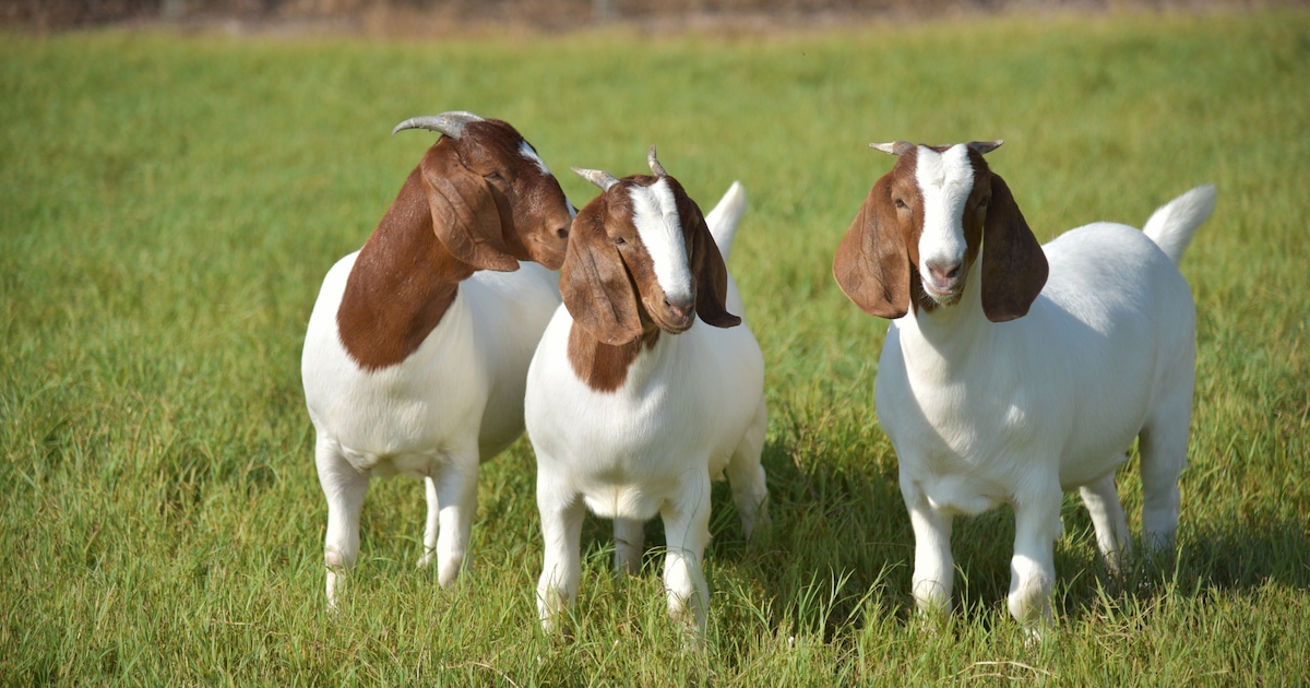 RASA DE CAPRE BOER: AVANTAJE, CERINȚE DE CREȘTERE