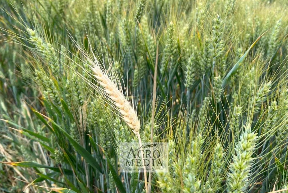 DE CE SE ALBESC ȘI SE USUCĂ PREMATUR SPICELE DE GRÂU?
