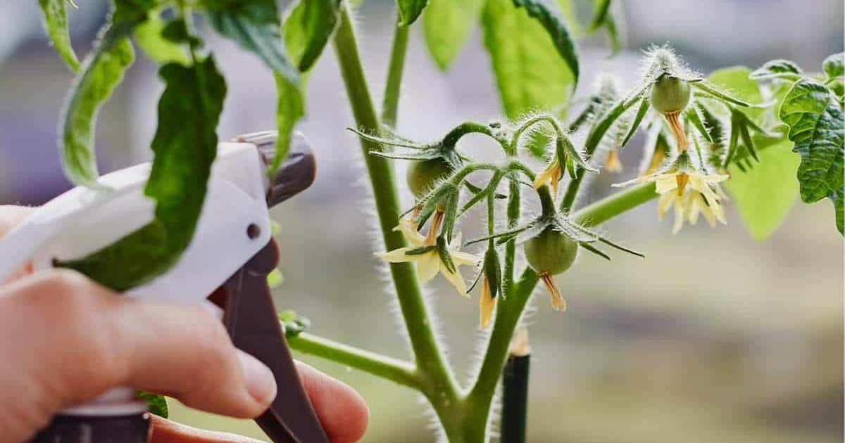 CUM SCĂPĂM DE AFIDE FĂRĂ PREPARATE CHIMICE? Tratamente bio
