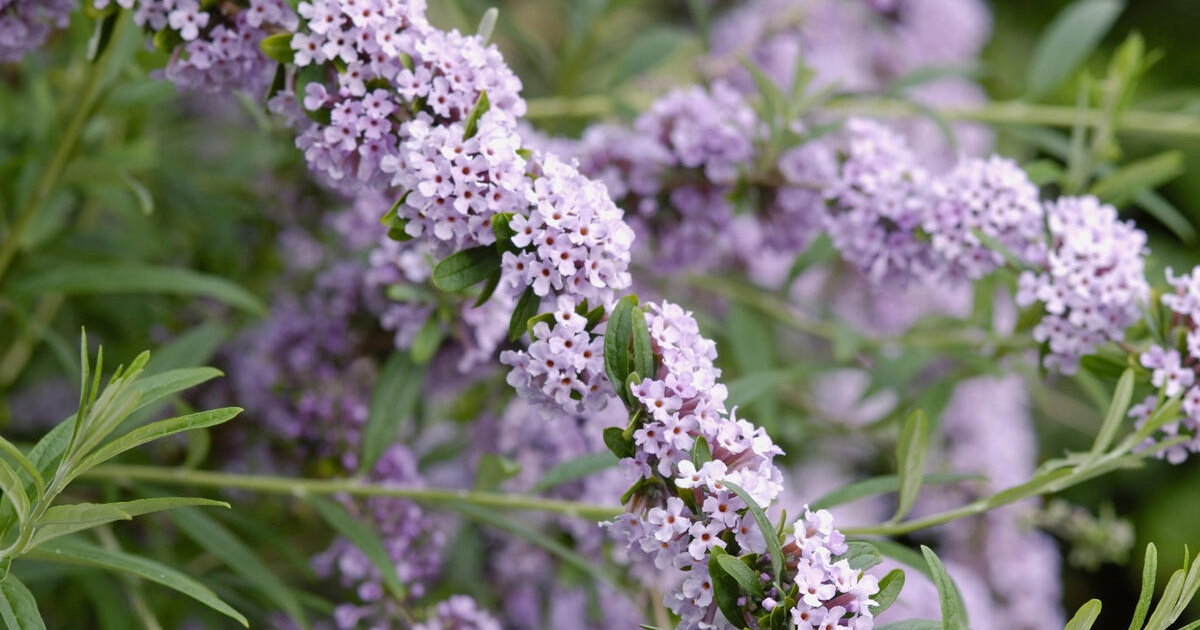 BUDDLEJA SAU LILIACUL DE VARĂ. Plantare, tăiere, îngrijire