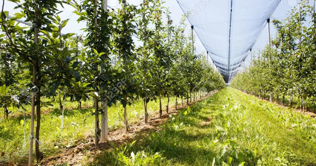 ÎNIERBAREA TERENURILOR AGRICOLE. Plante ierboase ce pot fi utilizate
