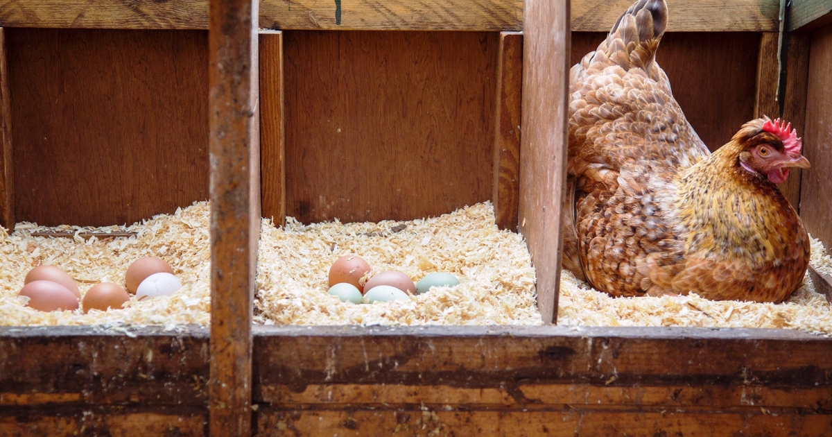 CUM AMENAJĂM CUIBARUL PENTRU GĂINI - SFATURI UTILE